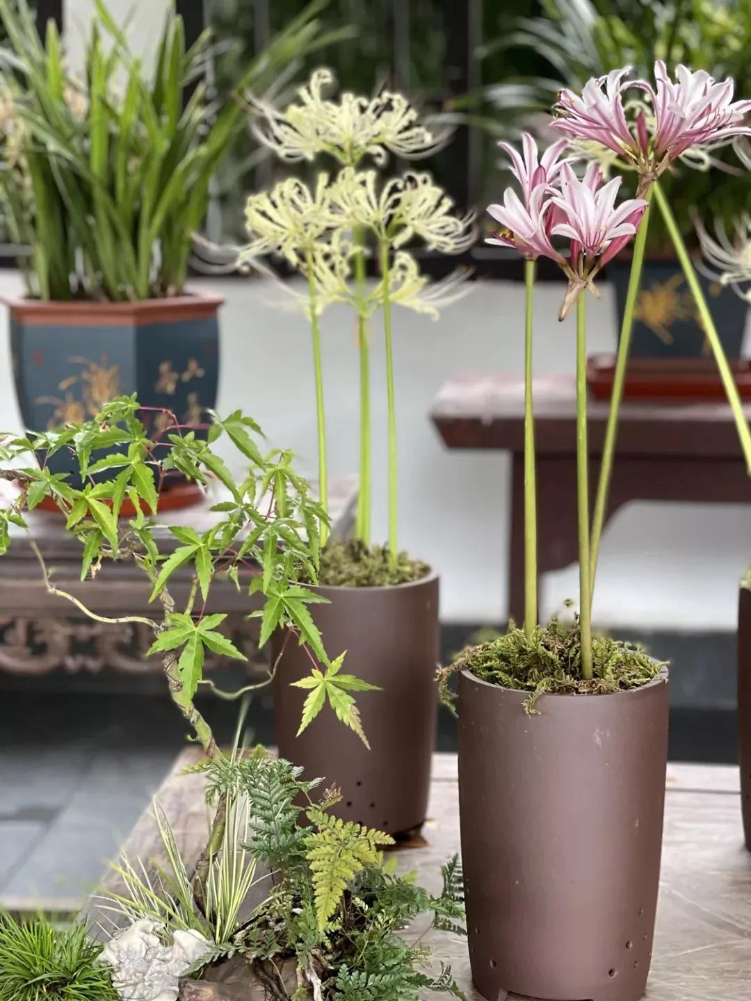 Do you know the story behind the "Hangzhou Botanical Garden Lycoris ...