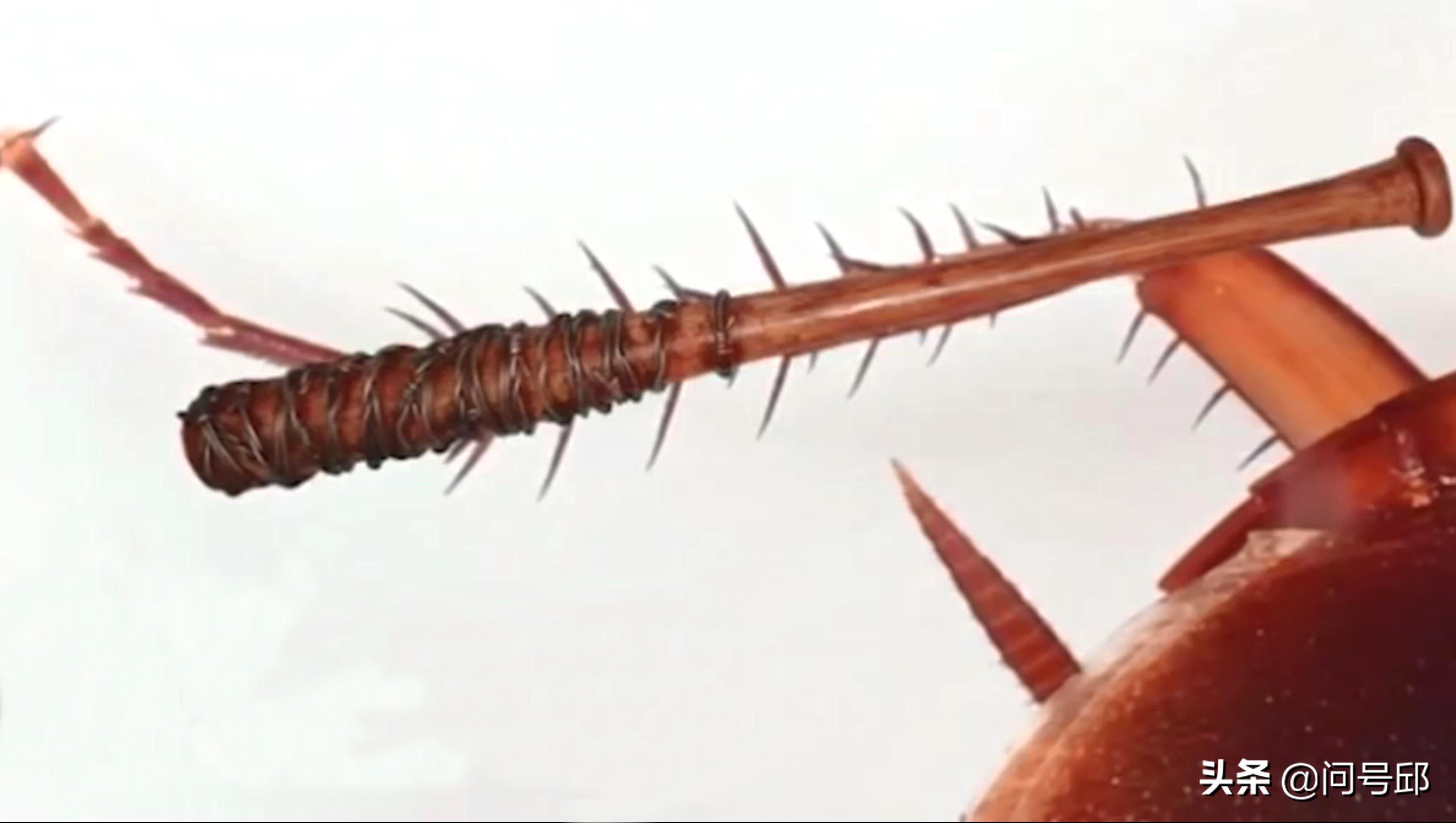 Cockroaches become the queen surrogate of parasitic wasps, and the ...