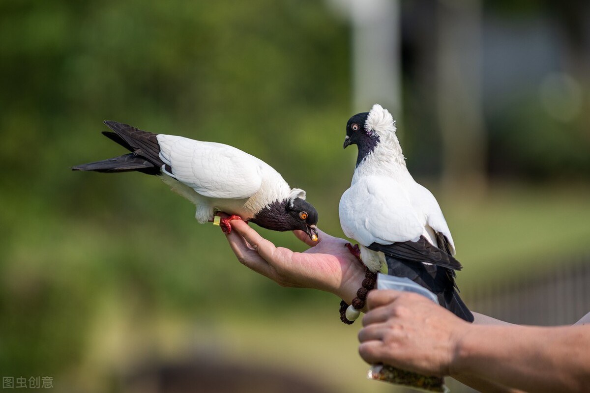 How to treat pigeon diarrhea - iMedia