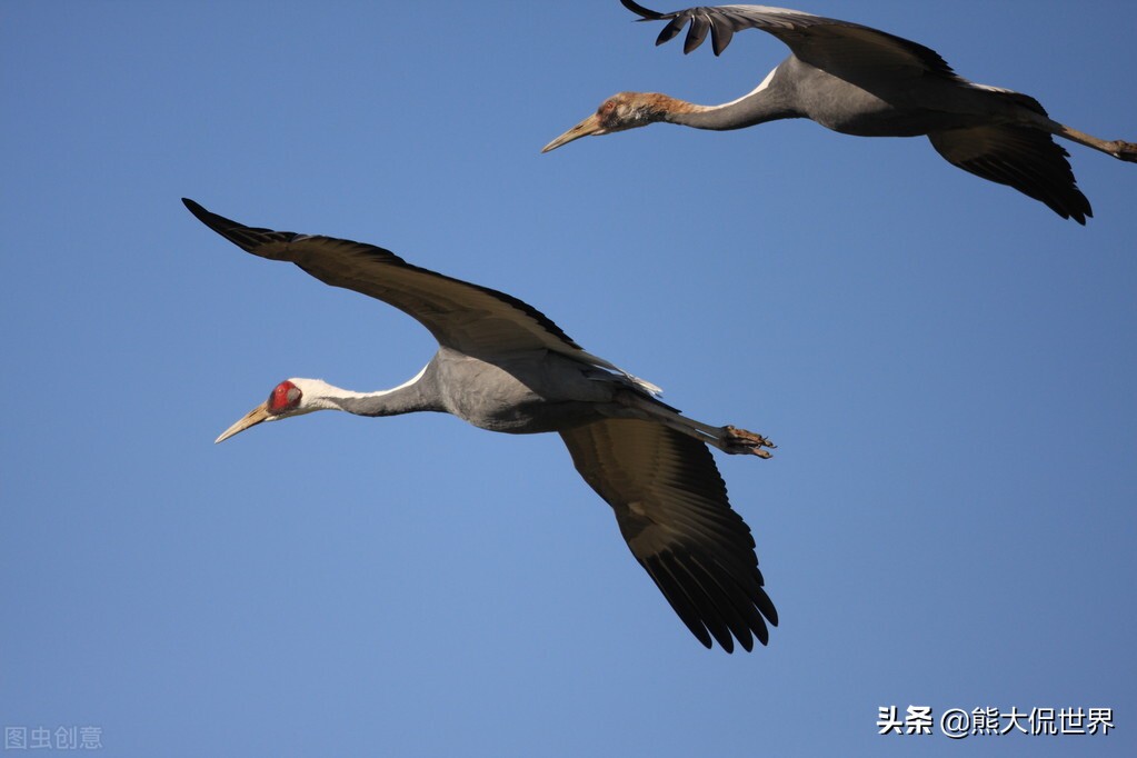 Why does Crane stand on one foot and sleep? - iMedia