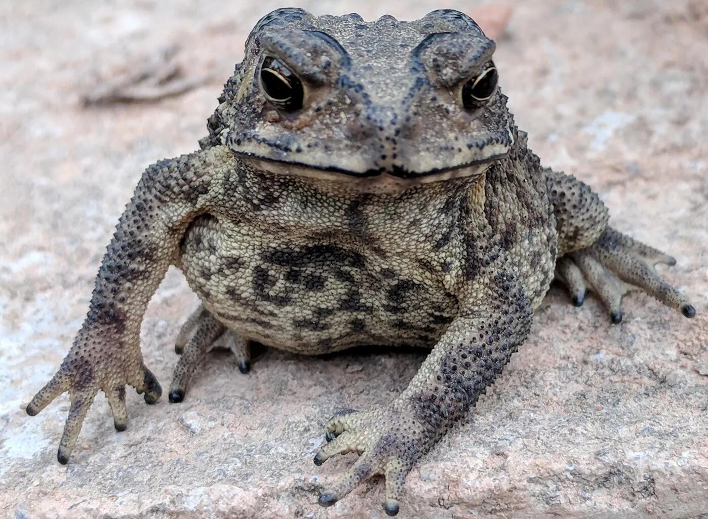 Small animal collection - iMedia