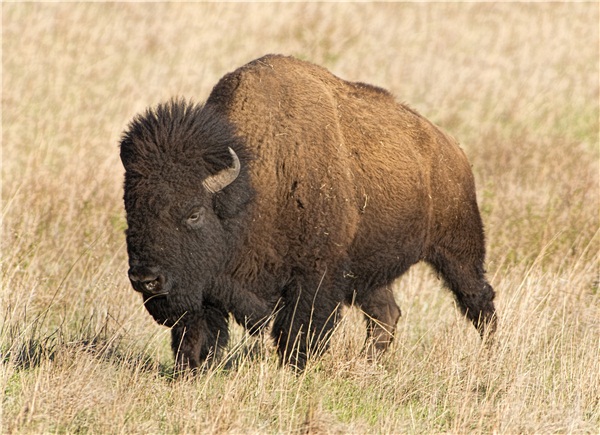 Tibetan bison, the overlord of the Qinghai-Tibet Plateau: easily topped ...