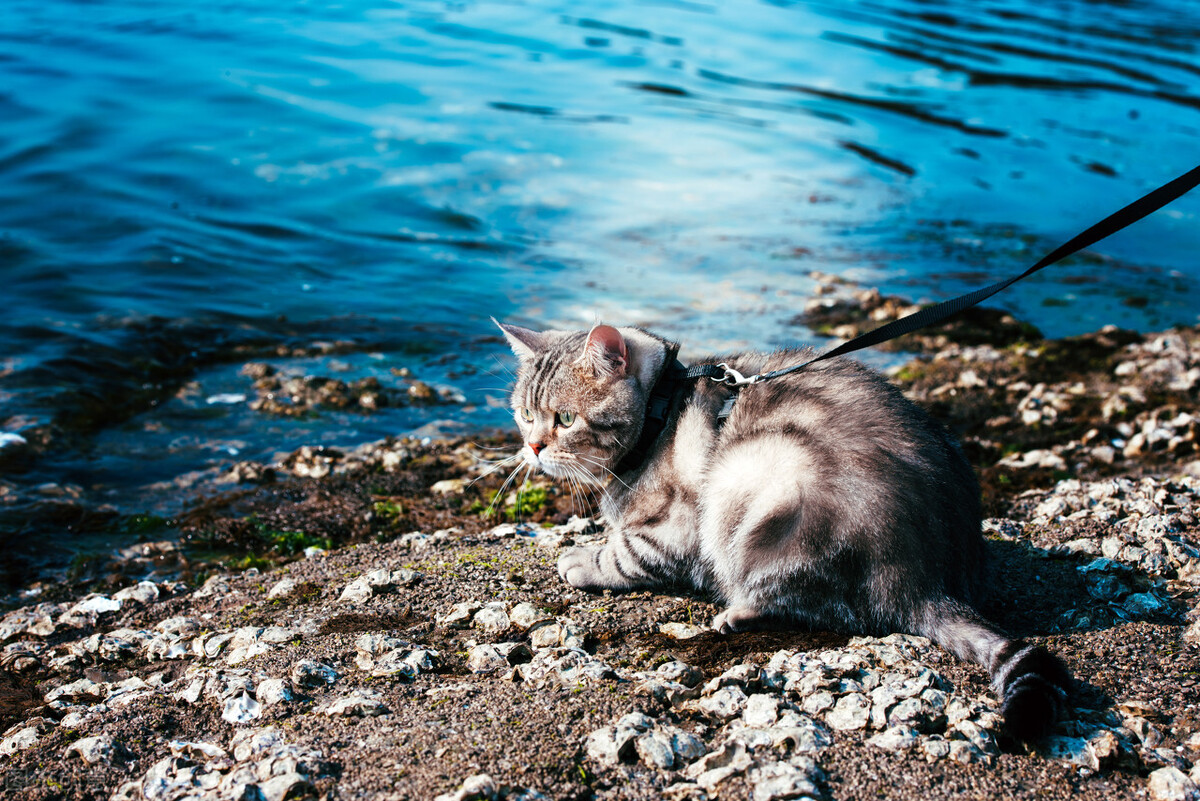 When a cat meets a tiger, how likely is it to escape?Cats do have ...