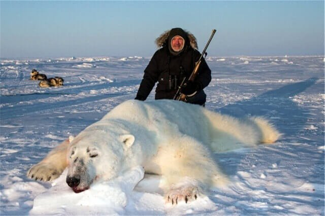 The polar bear stunned the walrus accurately by throwing a big rock ...