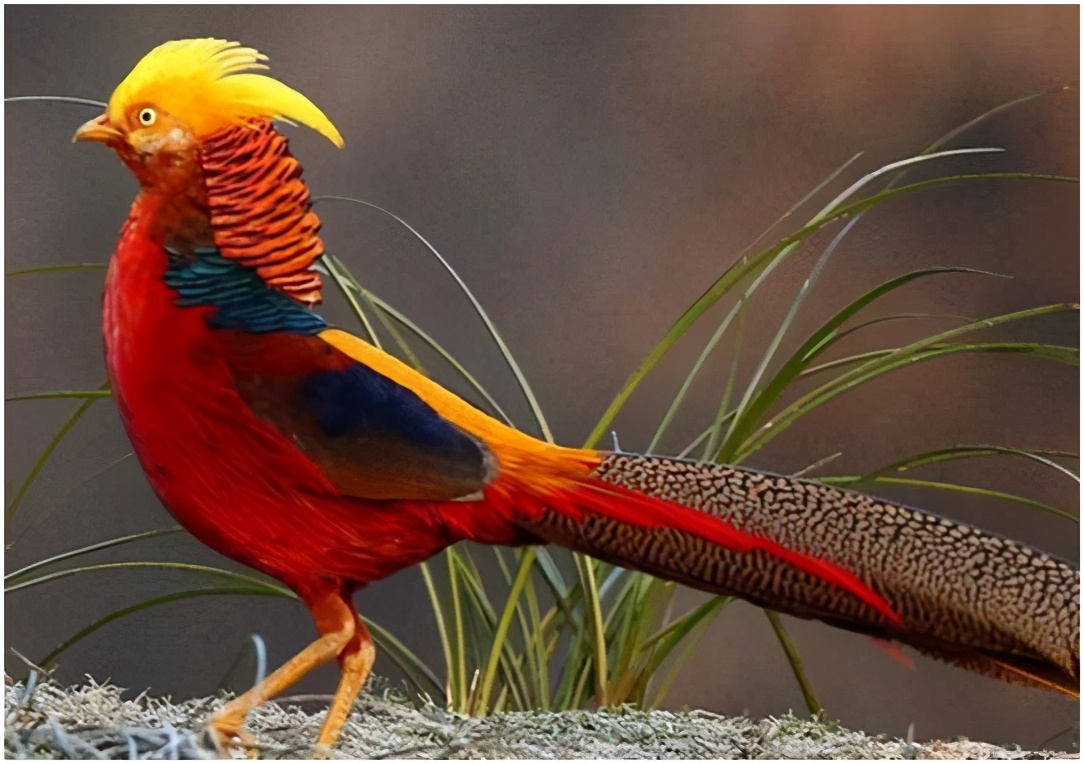 The strange truth about mankind is revealed: the weak body structure is ...