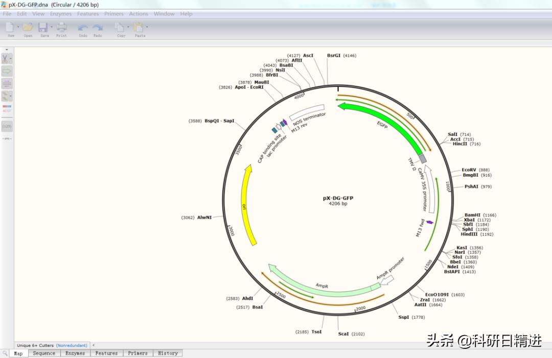 Use Snapgene for vector sequence analysis - iMedia