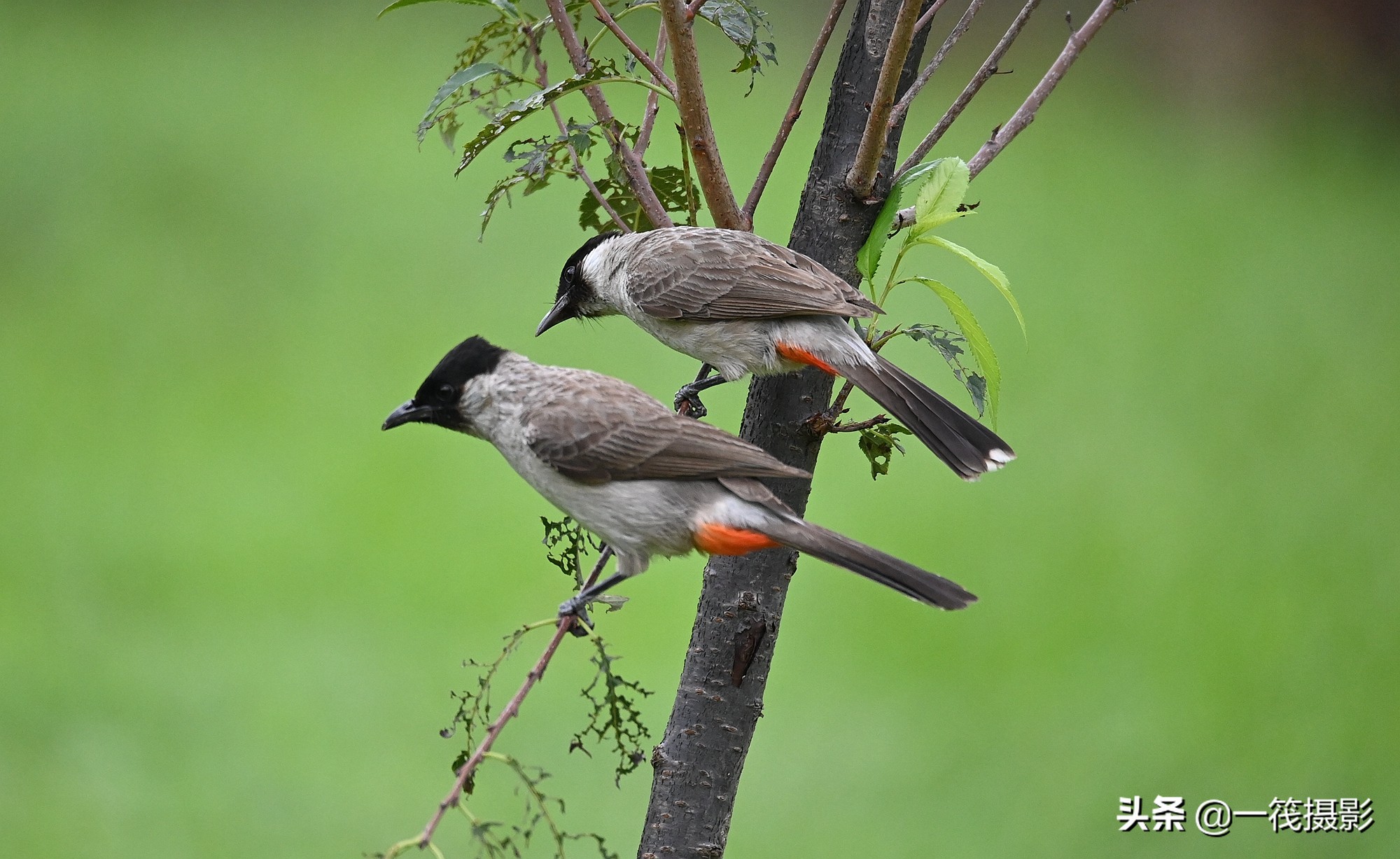 White-throated Red-rumped Bulbul in the morning - iMedia