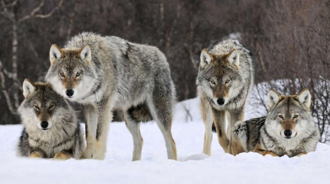 The battle between lynx and wolves: a trick that makes the wolves ...