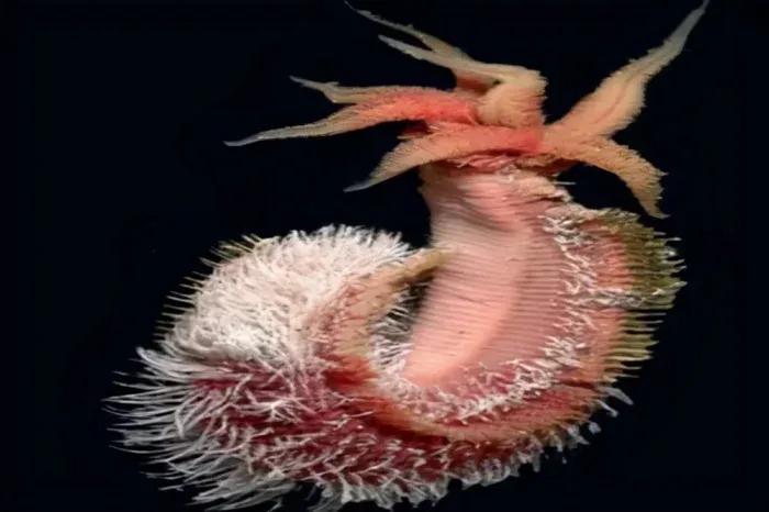 The most heat-resistant creature in the world (Pompeii worm) - iMedia