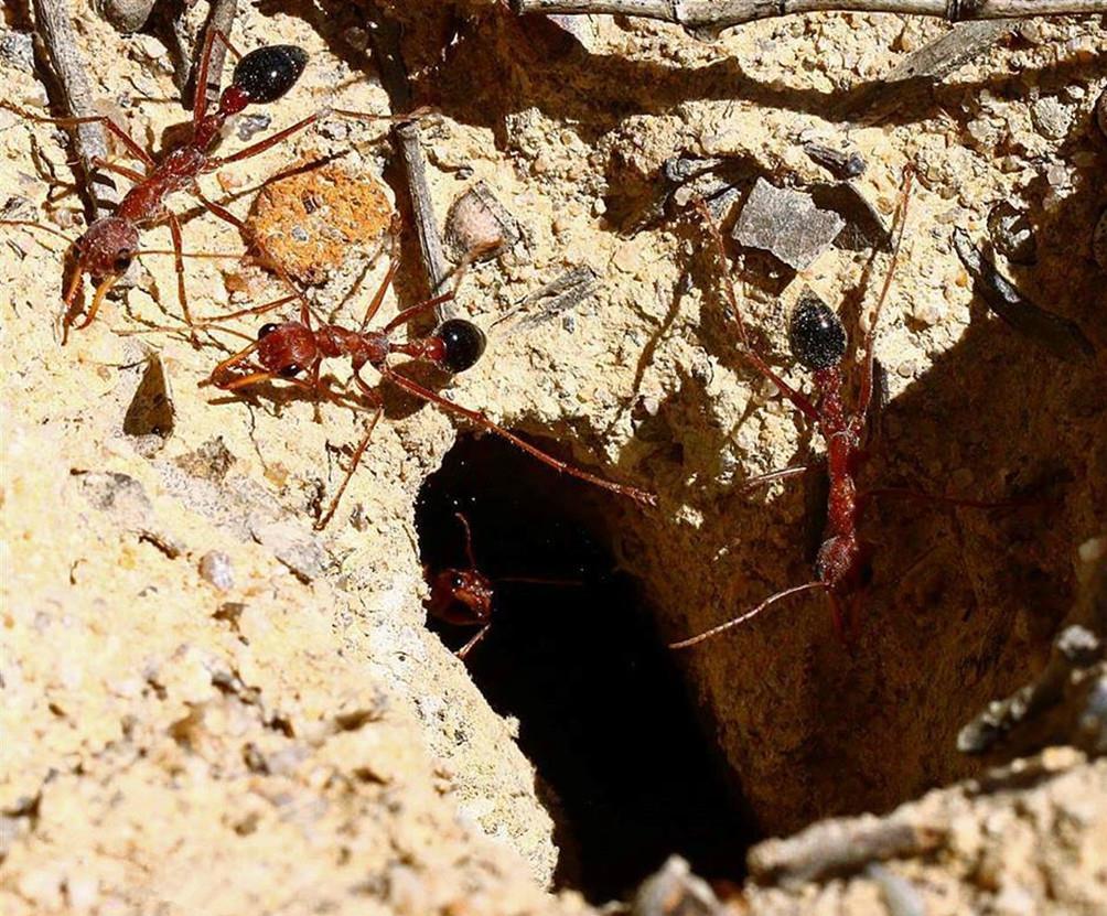 Demystifying the biggest queen in the world: a queen can create an ant ...