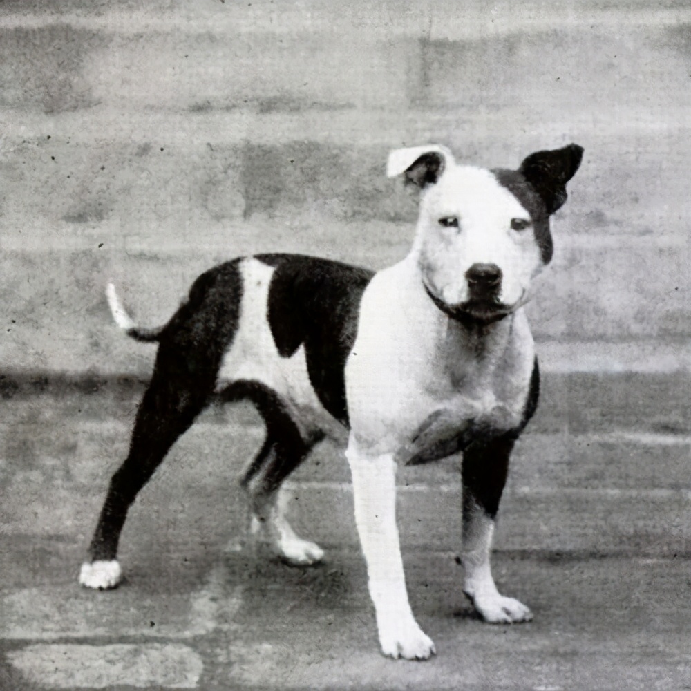 Seeking Roots and Asking Ancestor Series (87): Staffordshire Bull ...