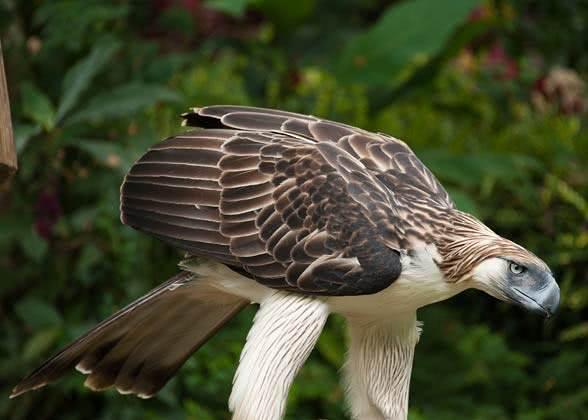 One of the most ferocious eagles in nature, the ape-eating eagle, feeds ...