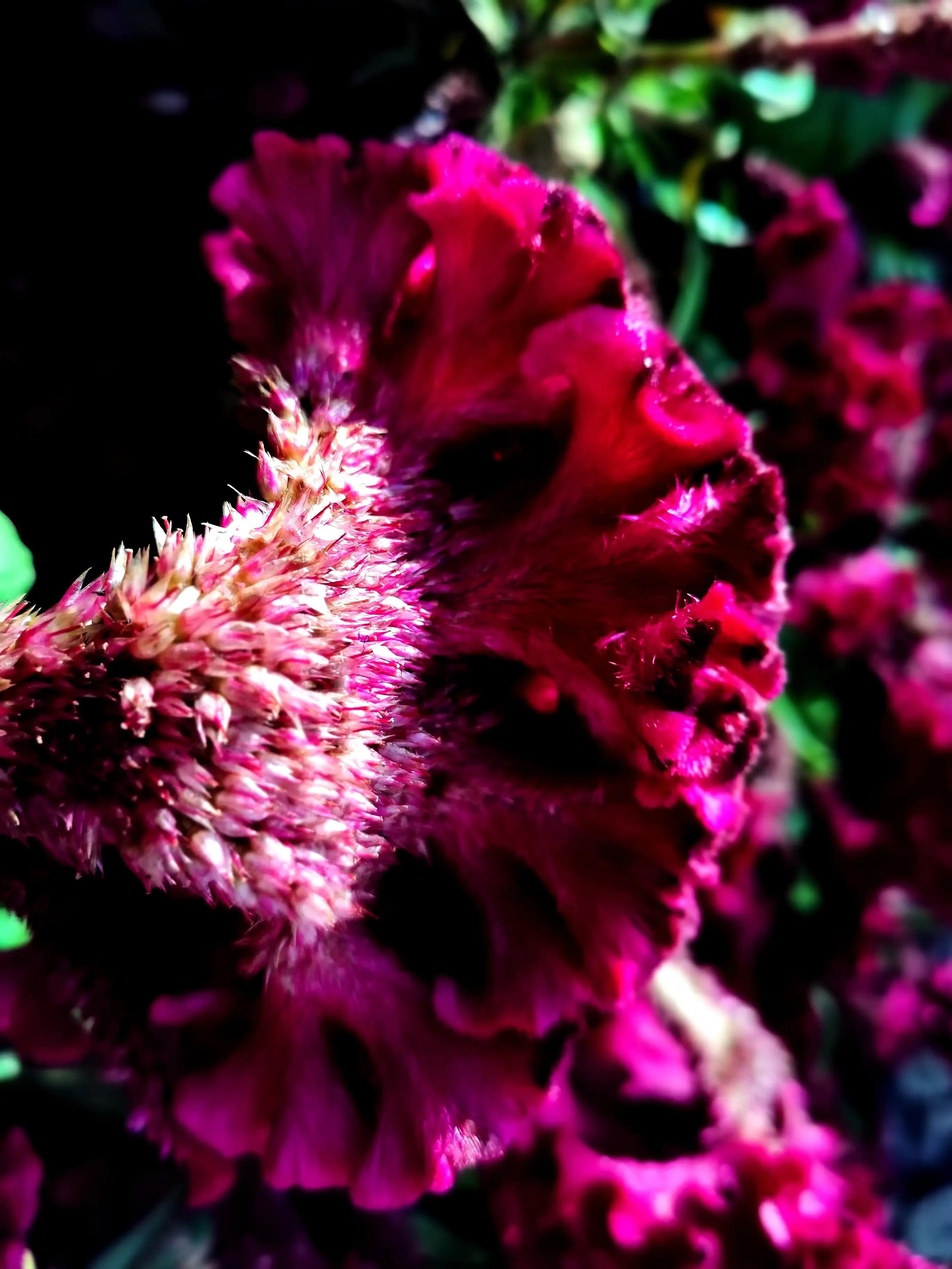 The cockscombs that can be viewed, edible and medicinal, are all ...