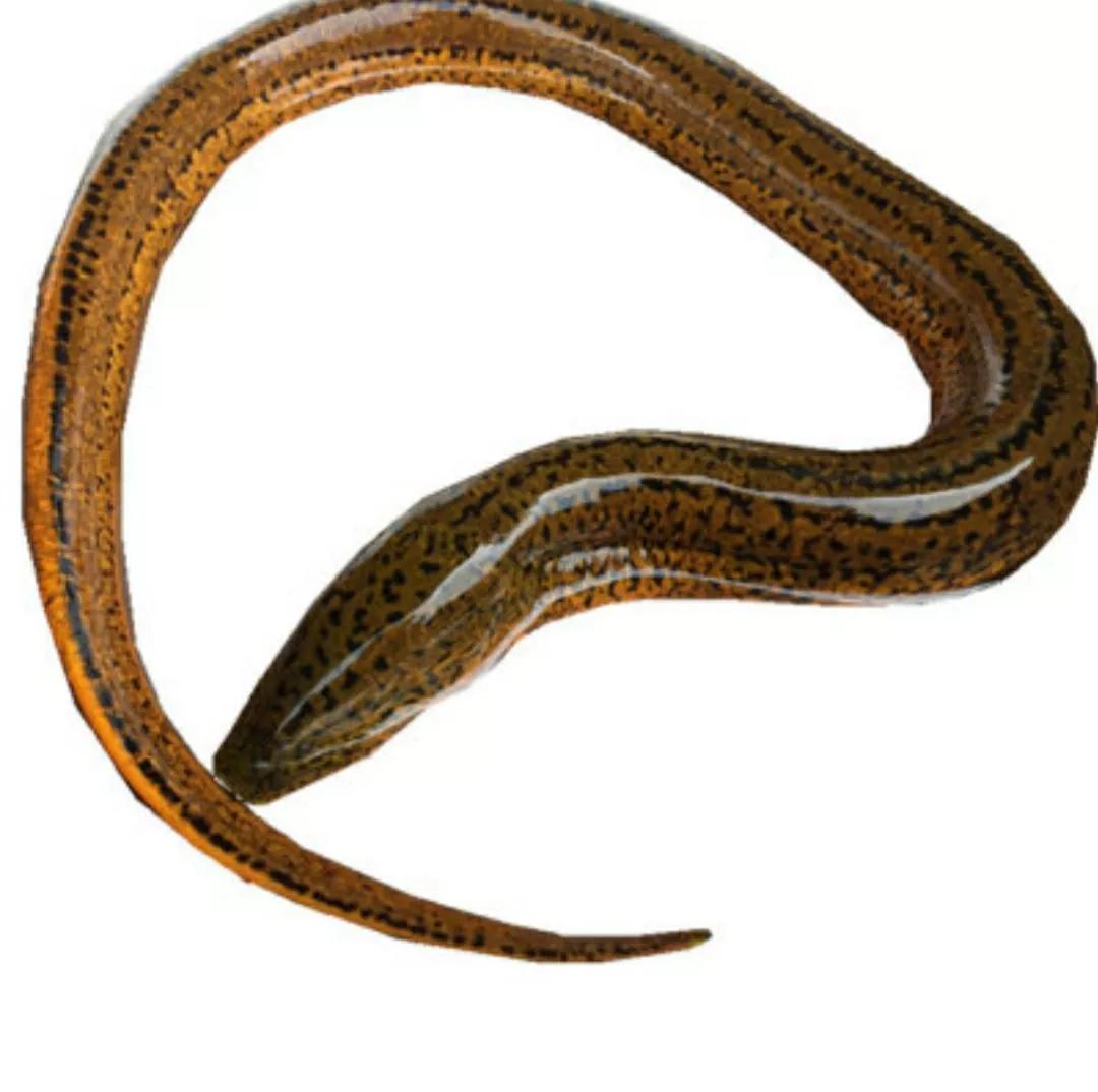 Rice field eels usually get into the soil of rice fields. What did they ...