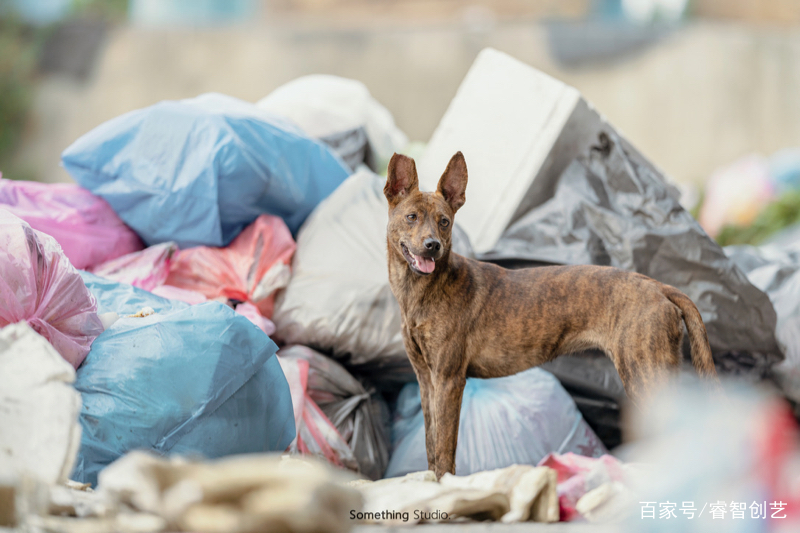 The stray animal photography works of "Three Animals Studio" won the ...