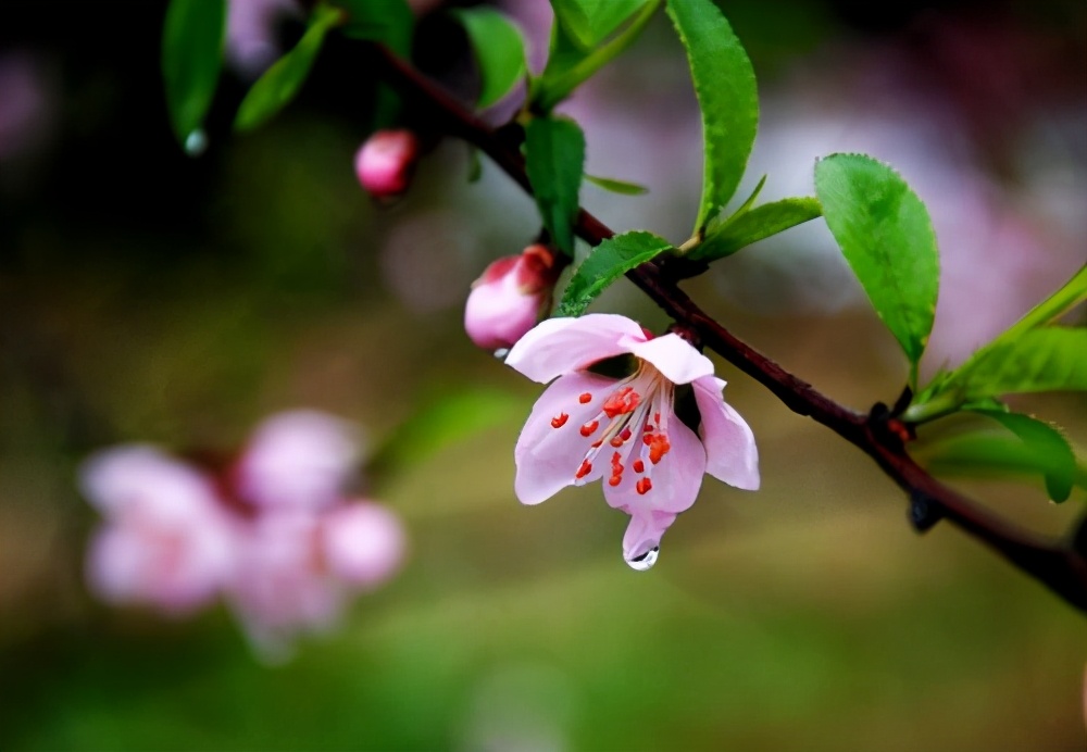 Meng Haoran's five classic Tang poems, telling the tortuous life from ...