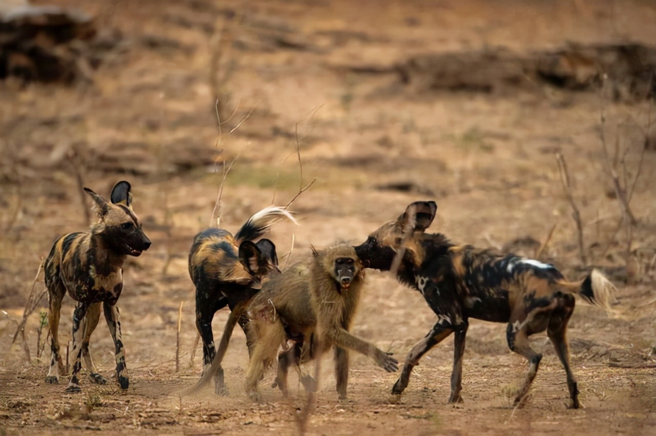 Why do African wild dogs love to eat baboons?Eat more than 50 in three ...