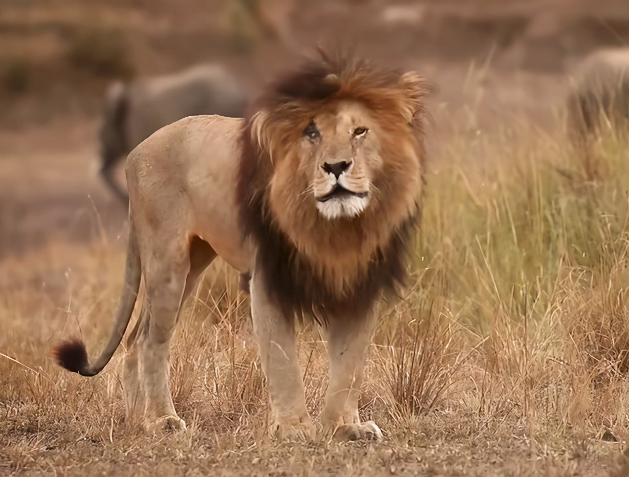 Scarface: The most legendary lion king on the African savannah, and ...