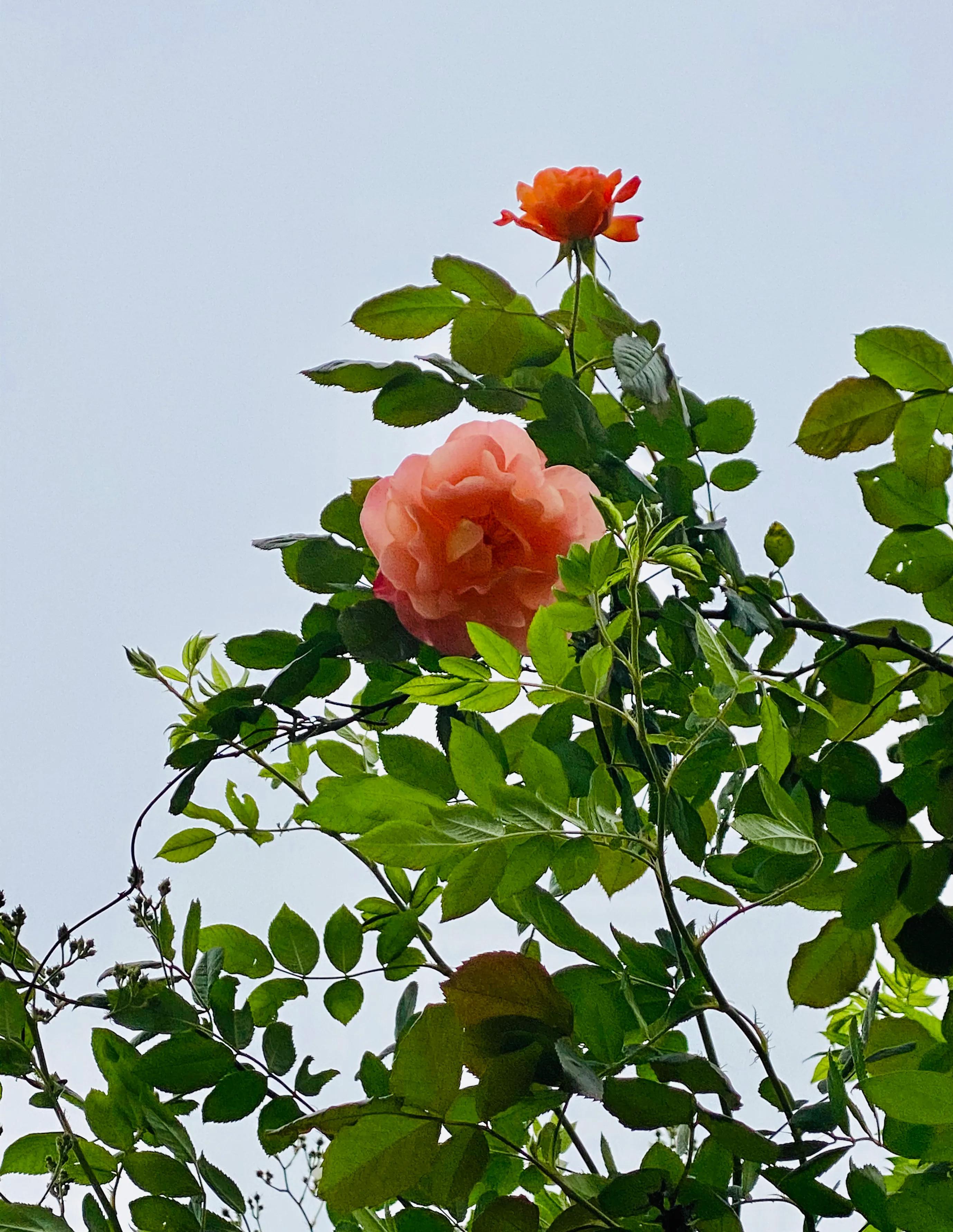 Set storm: Gu Yu - iMedia