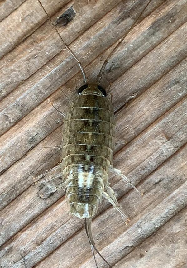 The sea cockroach has become a marine environmental protection worker ...