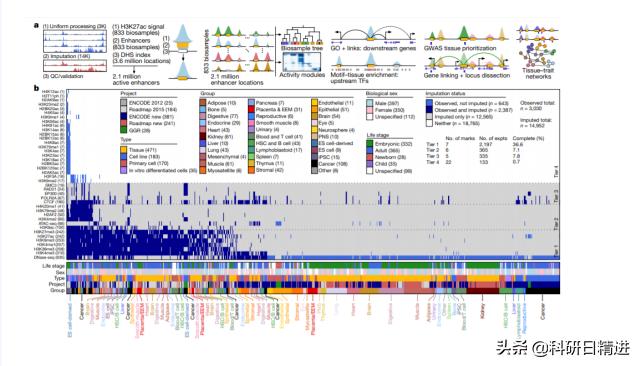 Using integrated epigenetics to study the genomic regulation of human ...