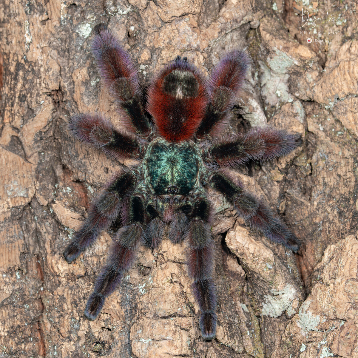 One of the most popular pet tarantulas with oil-painted pink toes - iMedia