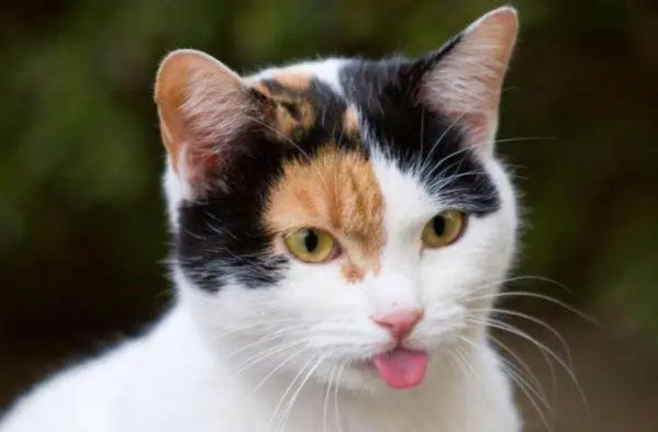 What kind of Chinese pastoral cat do you like best - iMedia