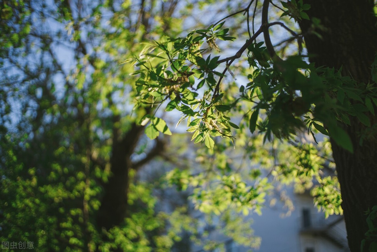 Photography Guide: 6 creative ways to photograph trees - iMedia
