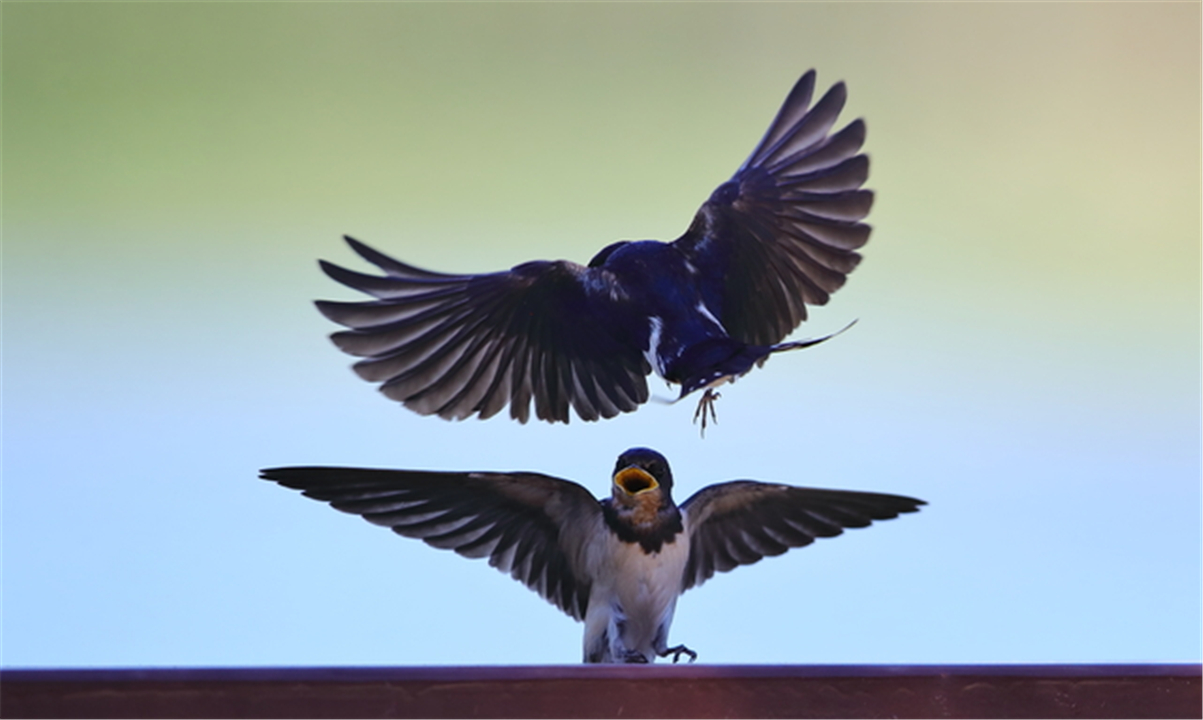 Birds that sleep and mate in the air can fly for ten months without ...