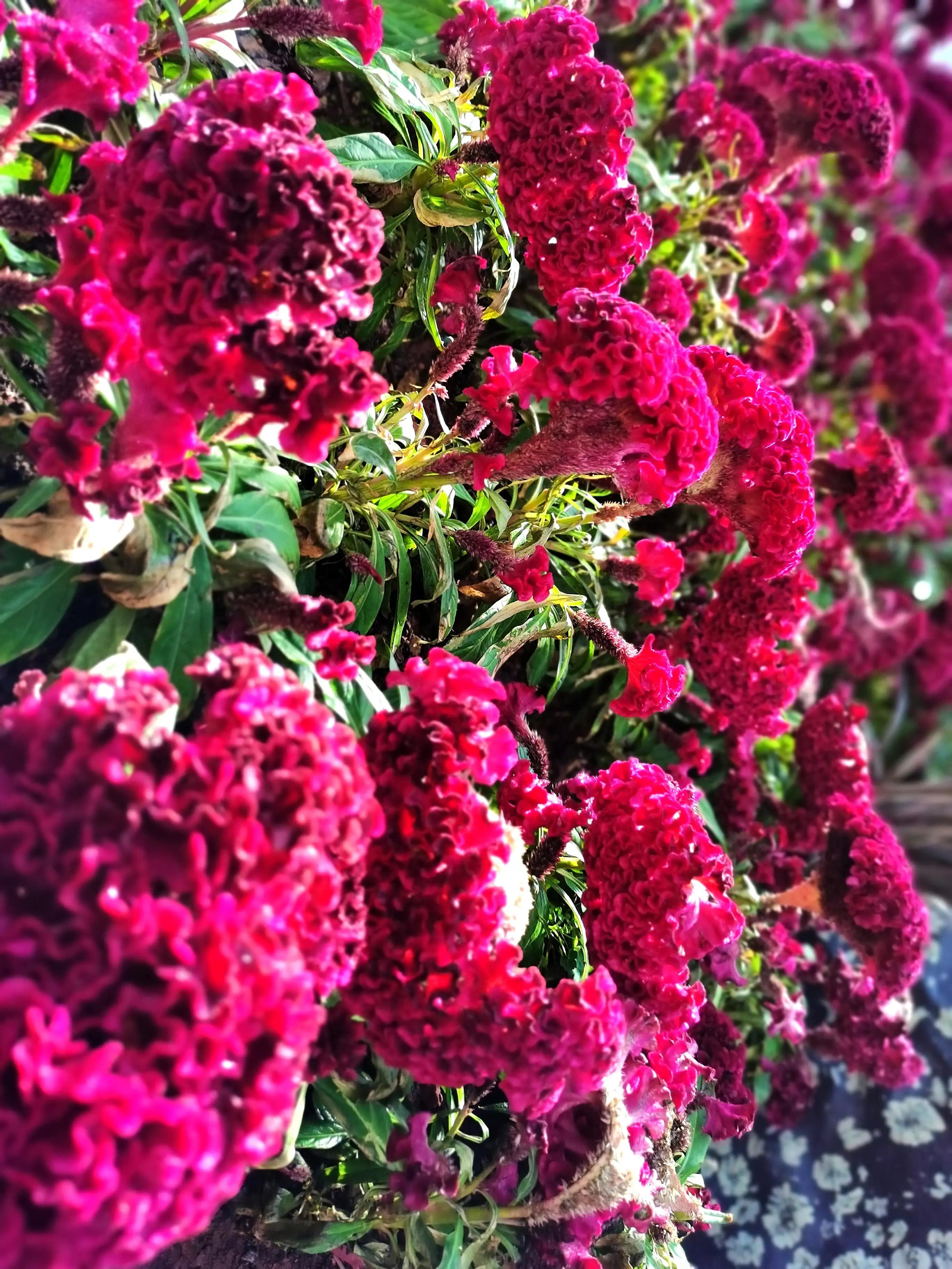 The cockscombs that can be viewed, edible and medicinal, are all ...