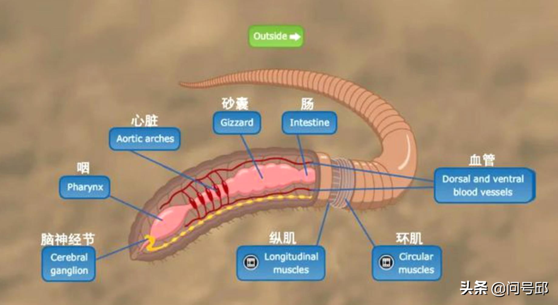6 strange animals in the animal kingdom, they have more than one heart ...