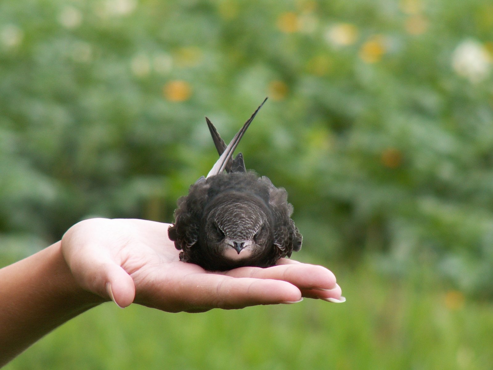 The speed is up to 350 km/h, the legendary "footless bird", the fastest ...
