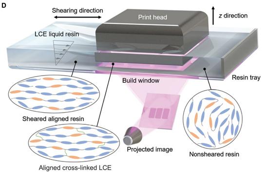 Post-90s academic couple developed the liquid crystal elastomer soft ...