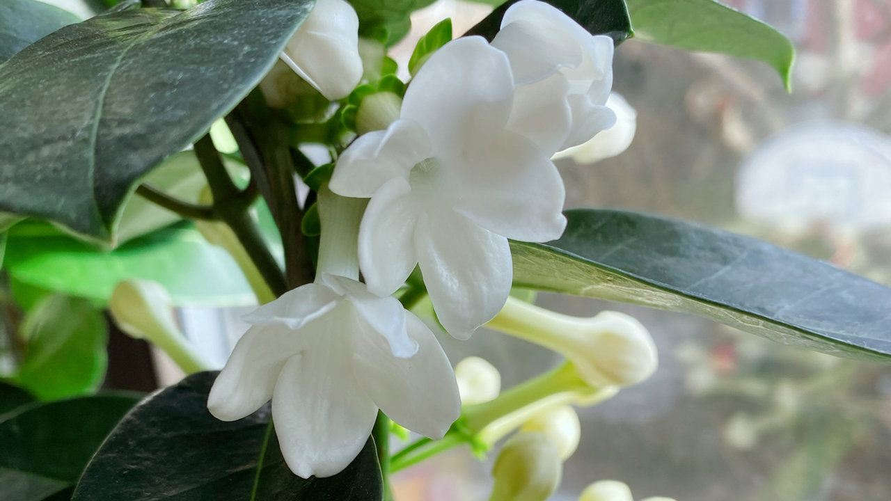 Those fake jasmines who are not jasmine but named after jasmine, it's ...