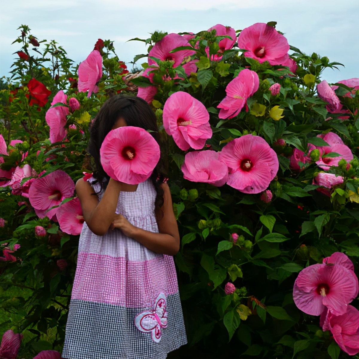Big flower hibiscus sunflower-the flower is bigger than the face, the ...