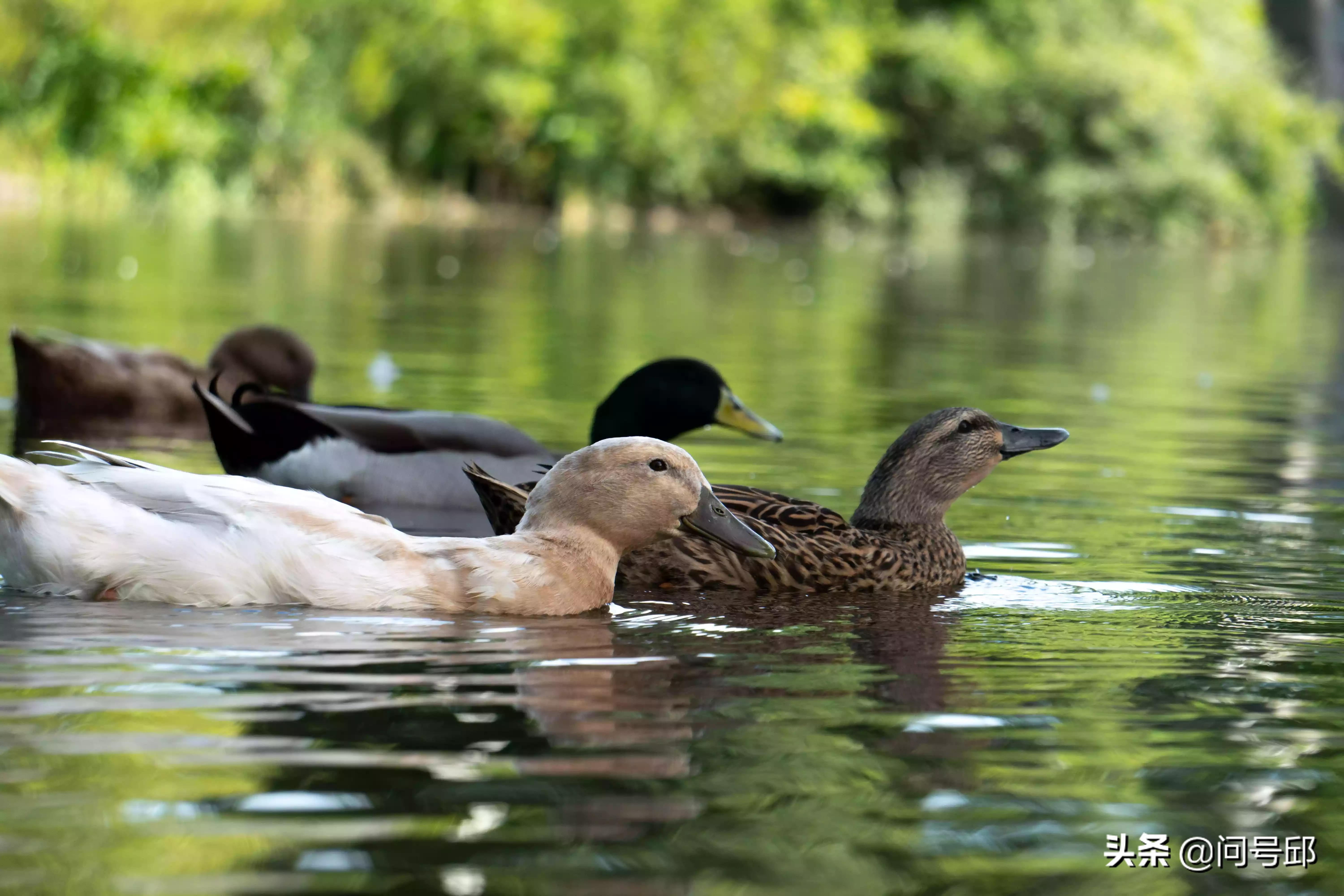 Bread is not the best choice for feeding ducks, ducks may grow deformed ...