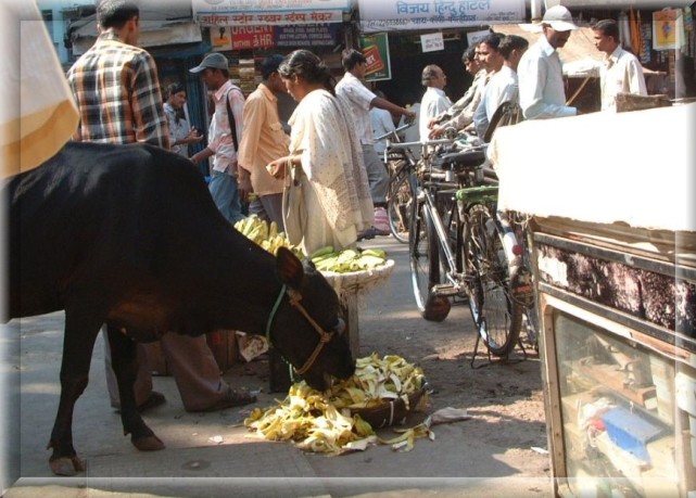 What happens if you eat beef in India, or eat beef in front of Indians ...