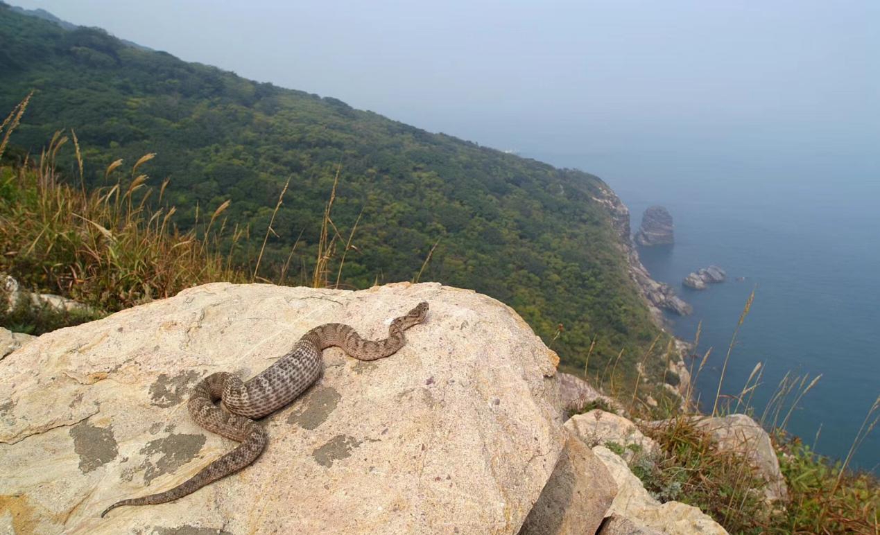 There are 20,000 venomous snakes on Dalian Snake Island. If you put 2 ...