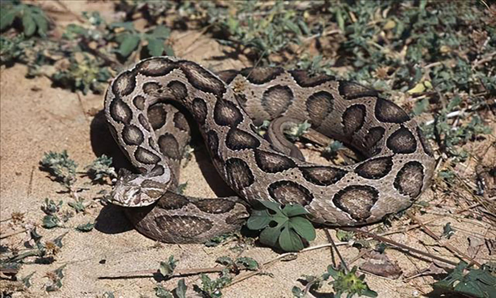 What is the name of the Viperidae venomous snake that is common in the ...