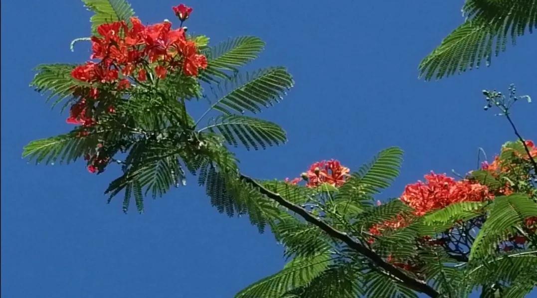 Prose: One Tree Flower Red Phoenix Tree - iMedia