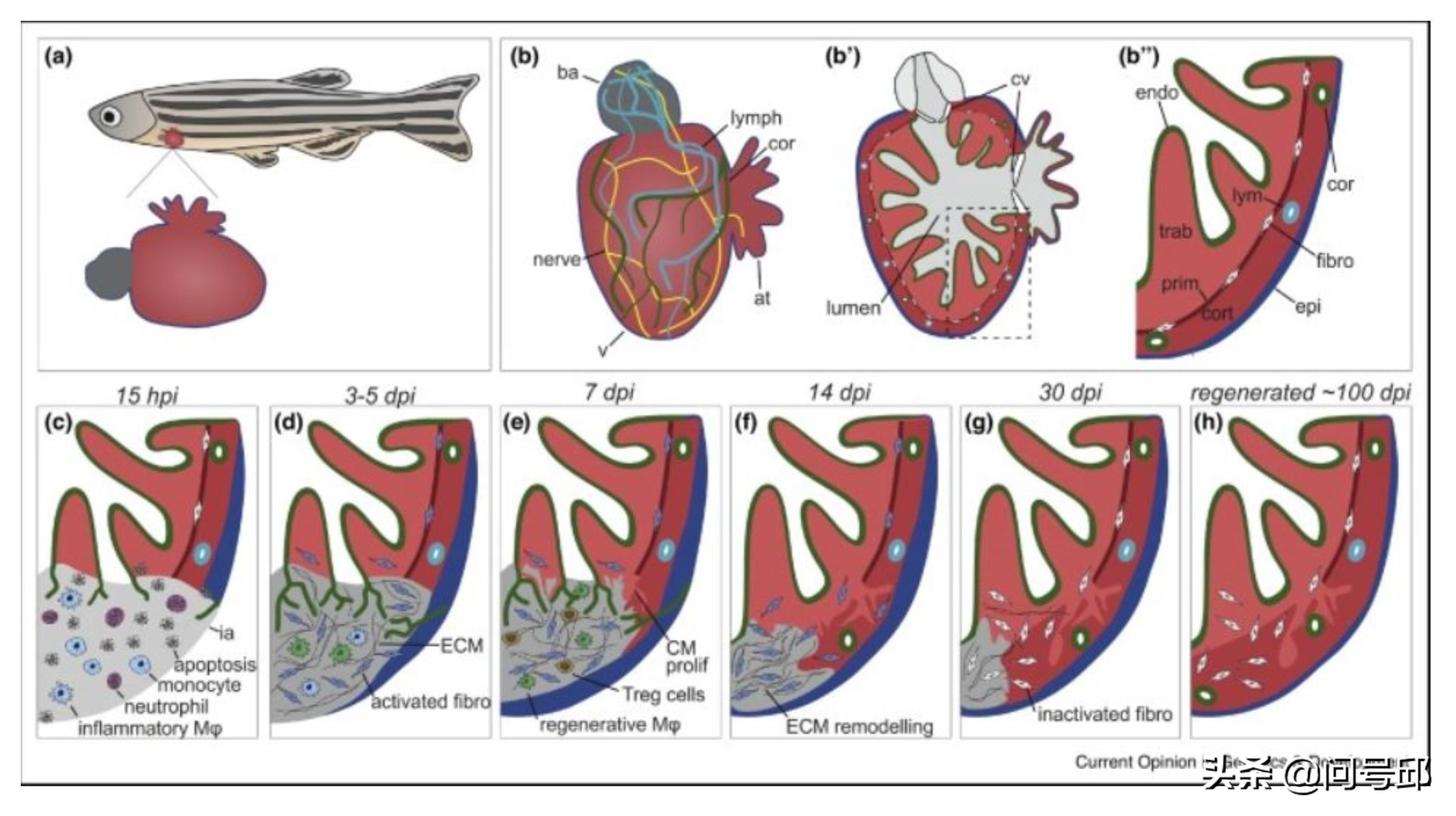 6 strange animals in the animal kingdom, they have more than one heart ...