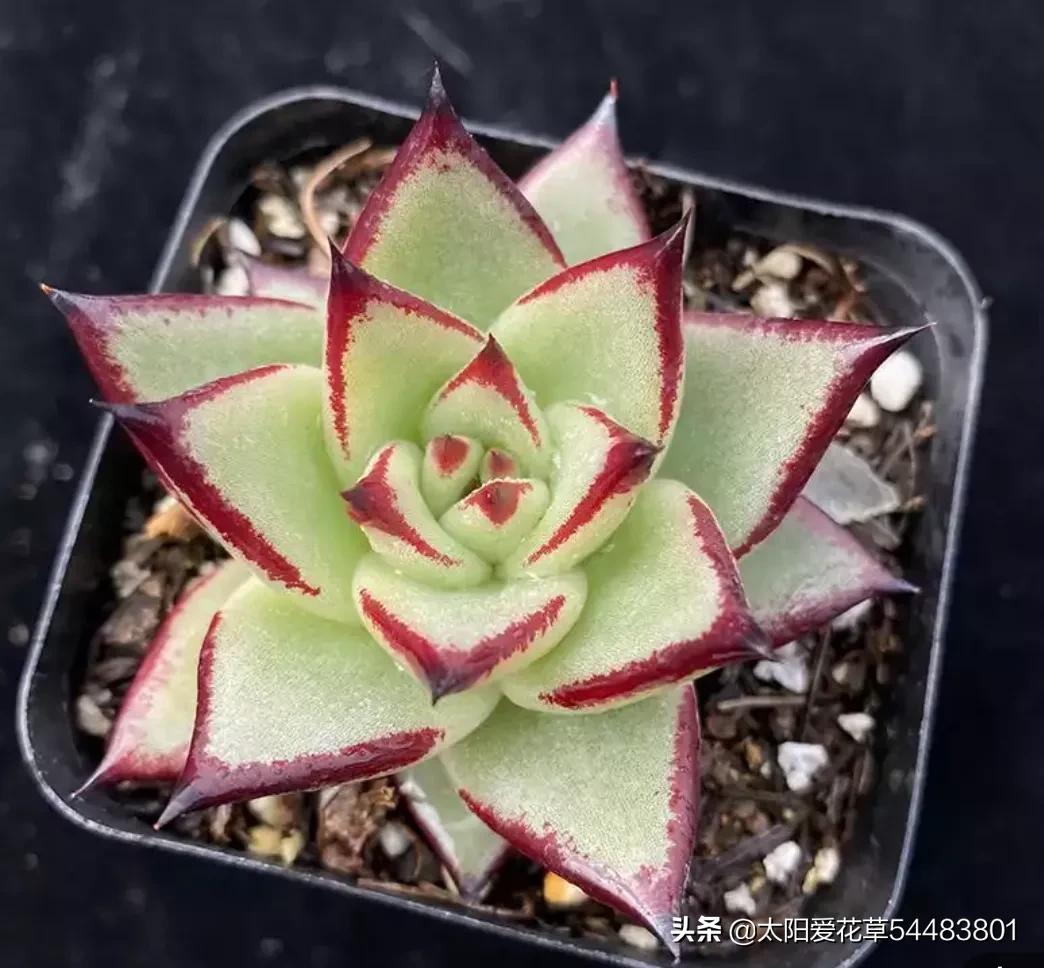 How to raise succulent ebony?Master the 5 key points, the leaves are ...