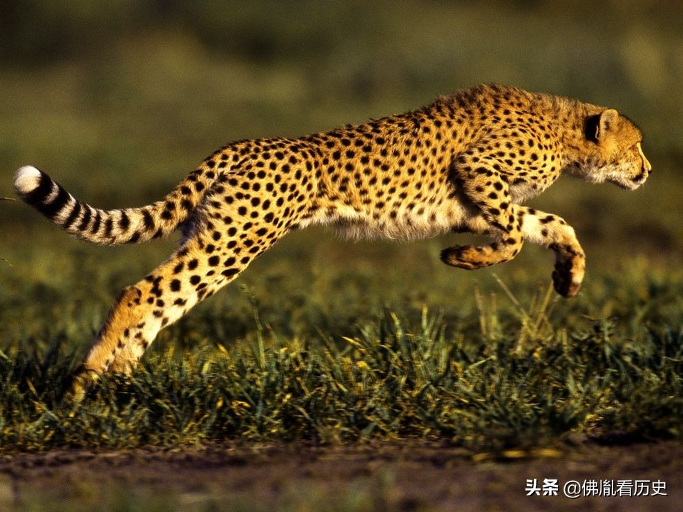 The ten strongest beasts in Africa - iMedia