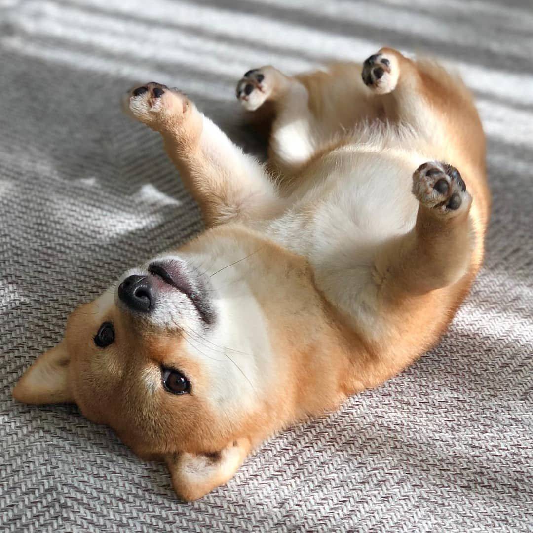 Satsuma or White Shiba Inu, which one is more suitable for novices ...