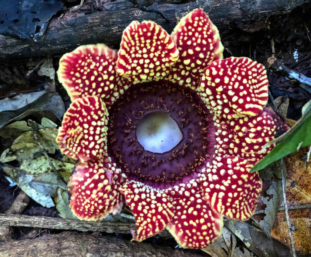Rafflesia's stand up, popular science, don't be scared by the “horror ...