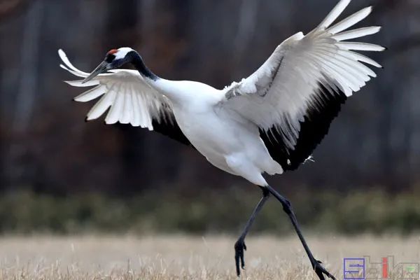 Sbike Fauna and Flora Encyclopedia: Ranking of the ten largest birds in ...