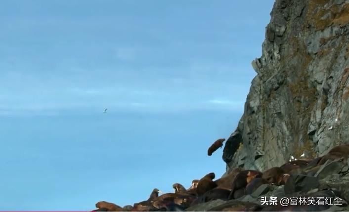 On an island in northern Russia, the walrus collectively jumped off a ...
