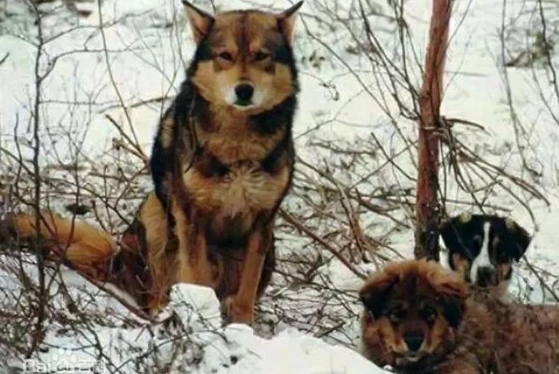 Oroqen Hound, a mountain dog in northern China - iMedia