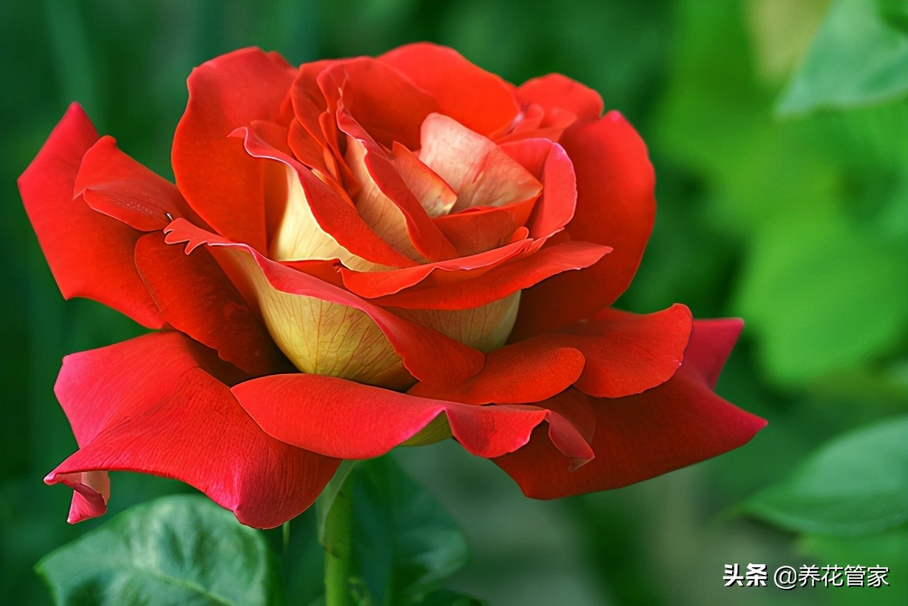 Popular science: five types and characteristics of Chinese rose - iMedia