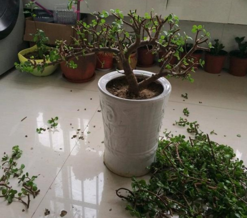 The branches of the golden branches and jade leaves are too messy, so ...